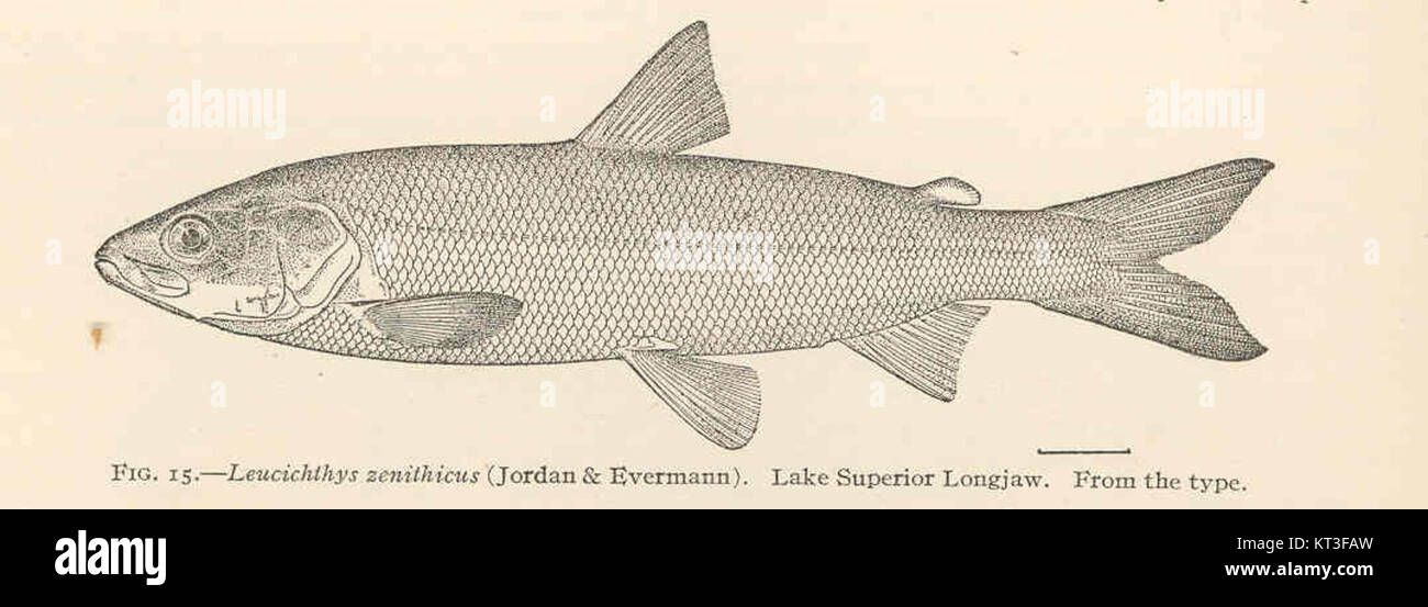 Leucichthys zenithicus, commonly known as the Lake Superior Longjaw, is ...