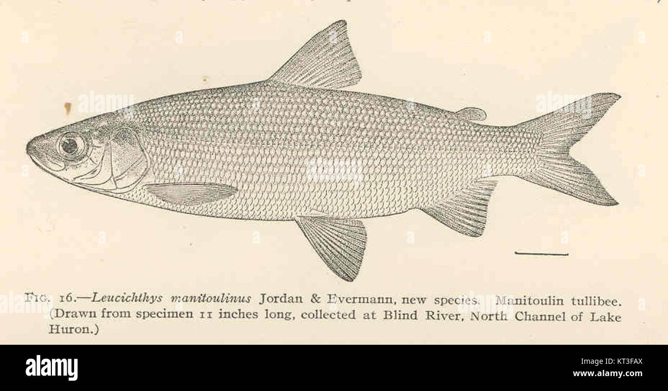 Leucichthys manitoulinus, commonly known as the Manitoulin tullibee, is ...
