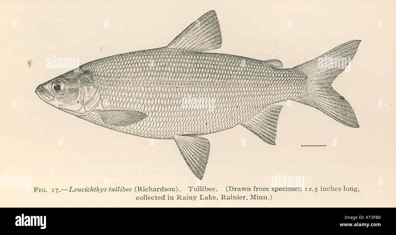 Freshwater habitat data collection hi-res stock photography and images ...
