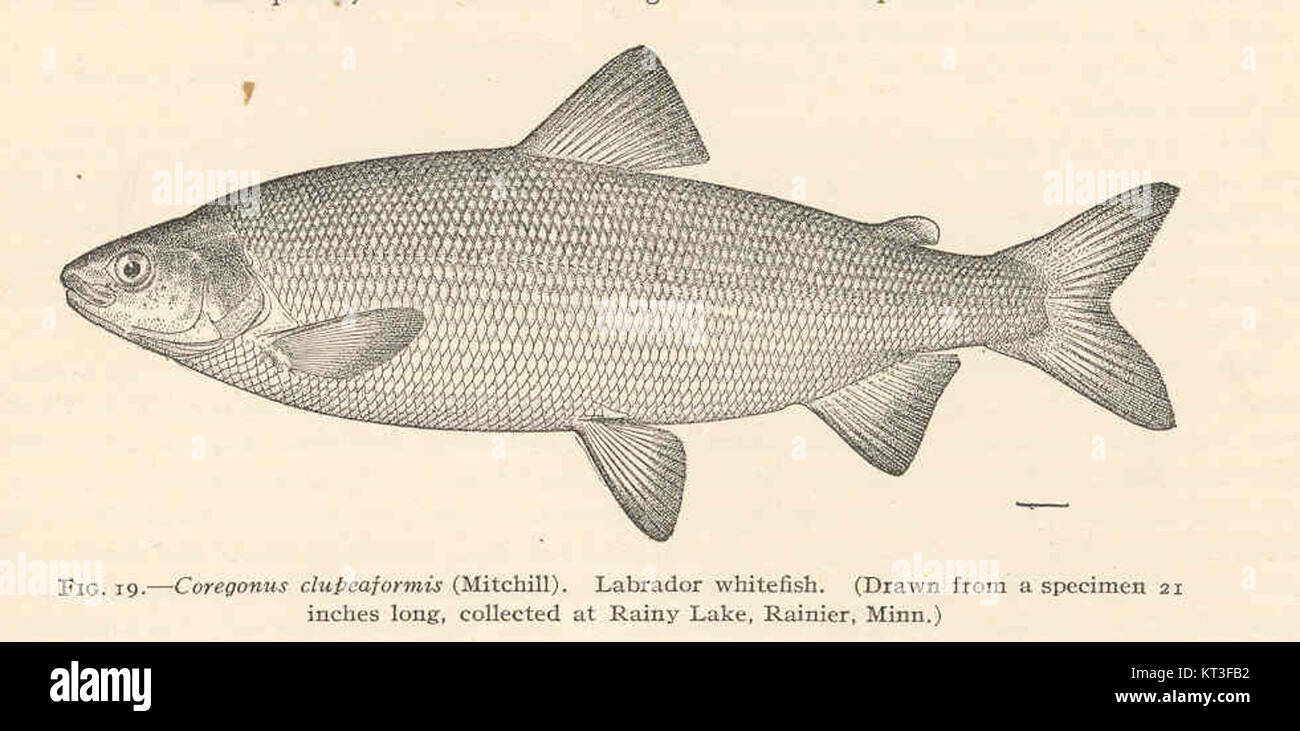 Fish species documentation hi-res stock photography and images - Alamy
