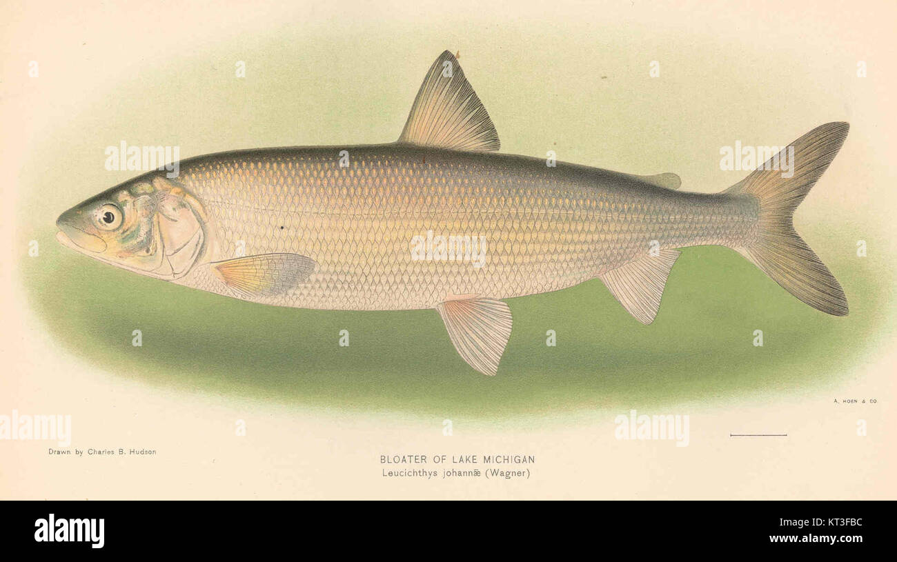 The Bloater of Lake Michigan, scientifically named Leucichthys johannae ...