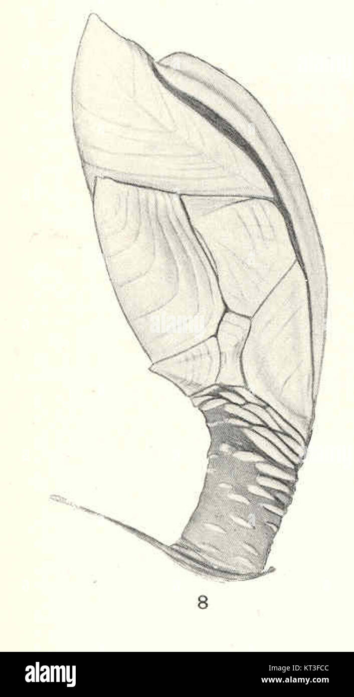 This lateral view shows a young Scalpellum japonicum, a species of ...