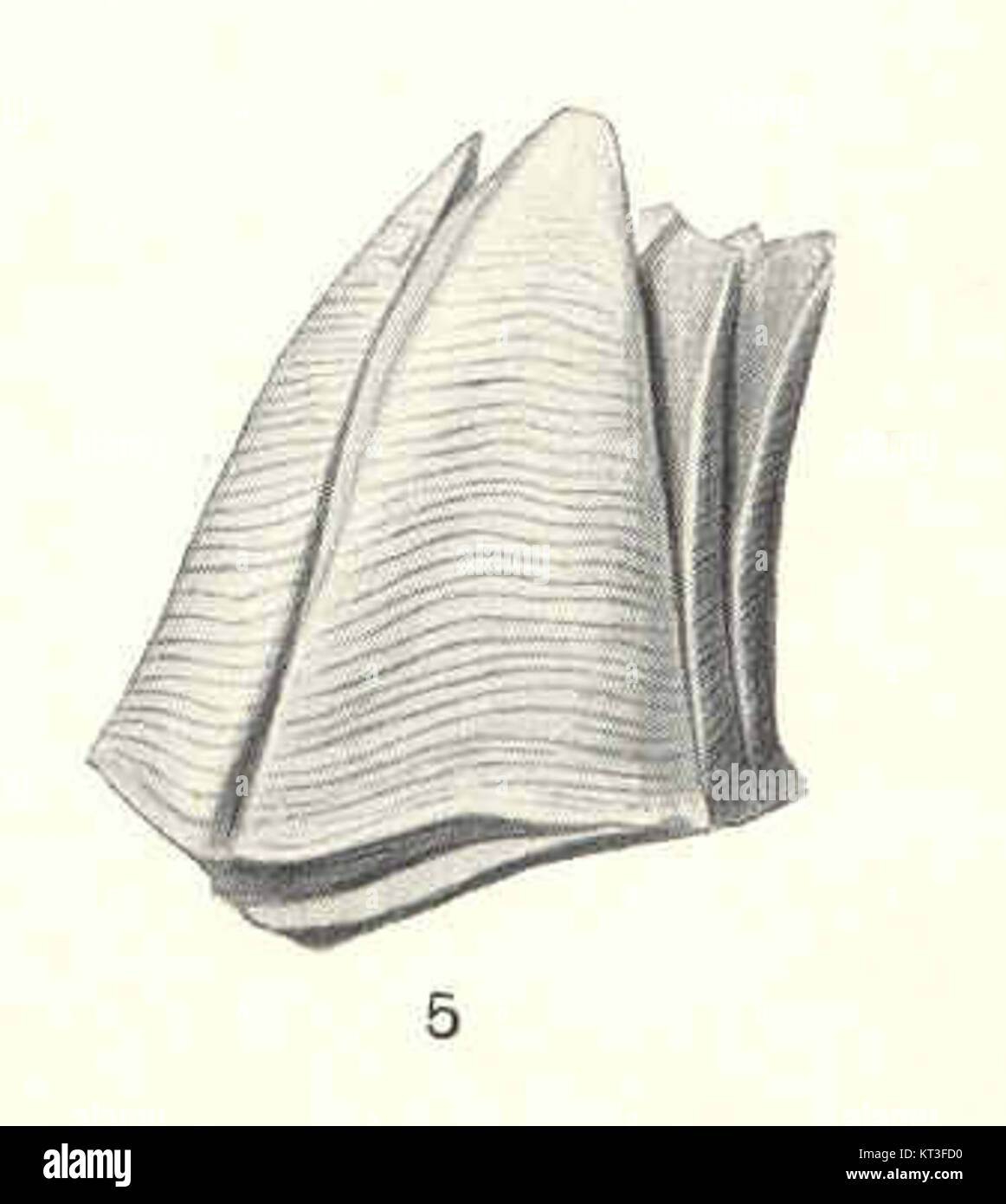 A specimen of Balanus callistoderma Pilsbry, a species of barnacle ...