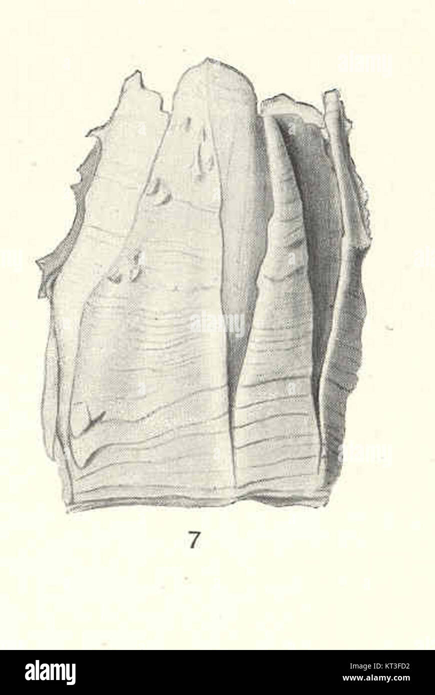 Apertus hi-res stock photography and images - Alamy