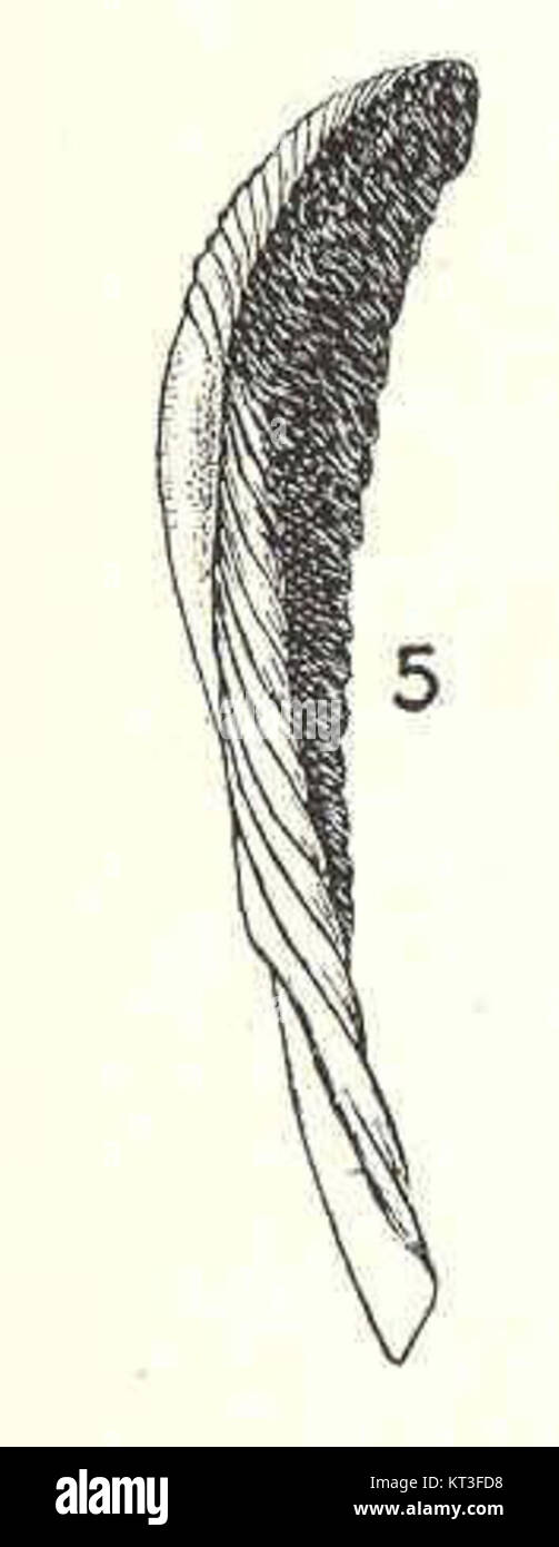 Balanus hoekianus is a species of barnacle. This image shows a profile ...