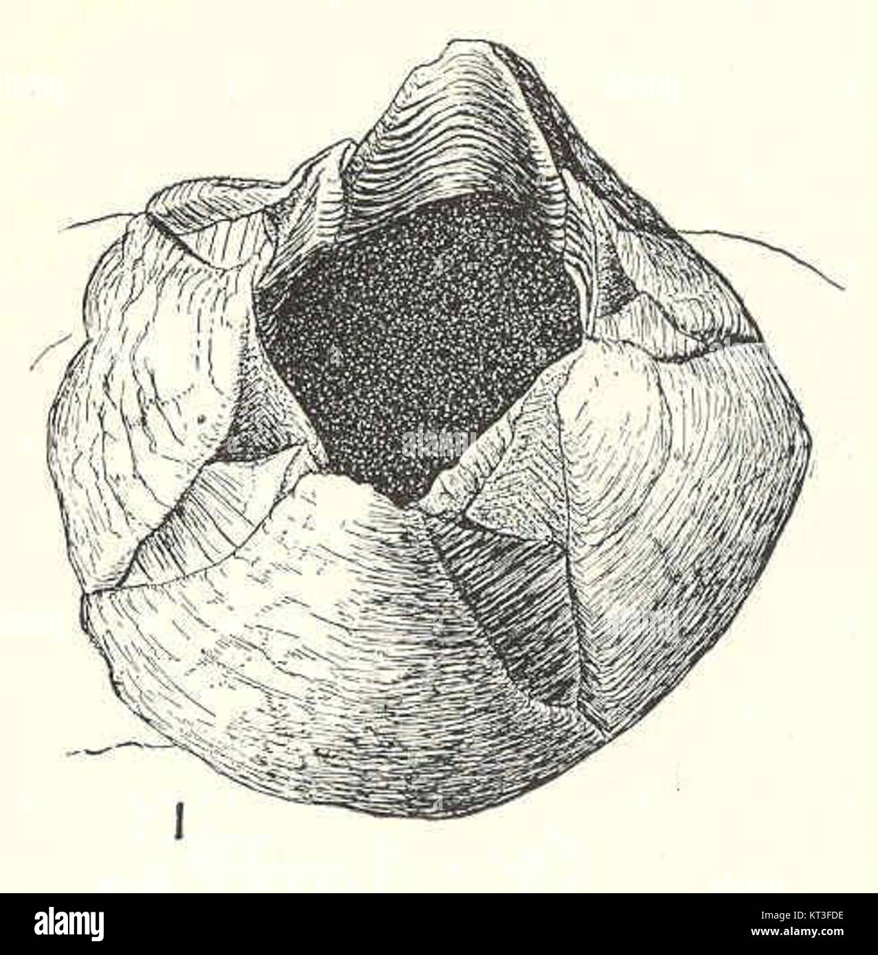 Conical arrangement hi-res stock photography and images - Alamy