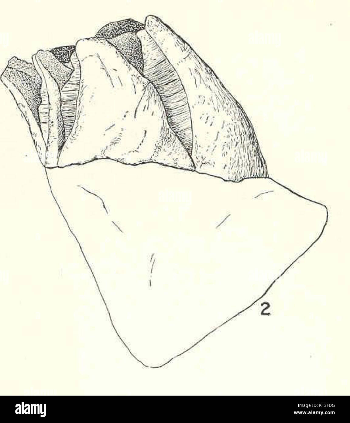 This image shows the lateral view of a Balanus crenatus Bruguiere, a ...