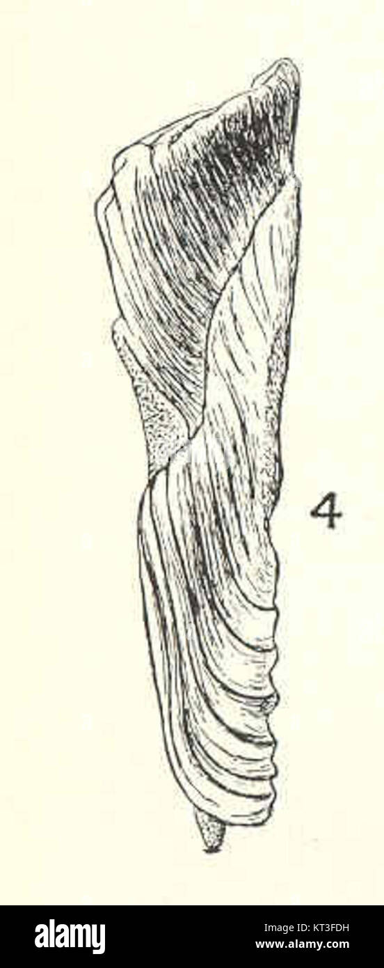 The Balanus crenatus is a species of barnacle, known for its columnar ...