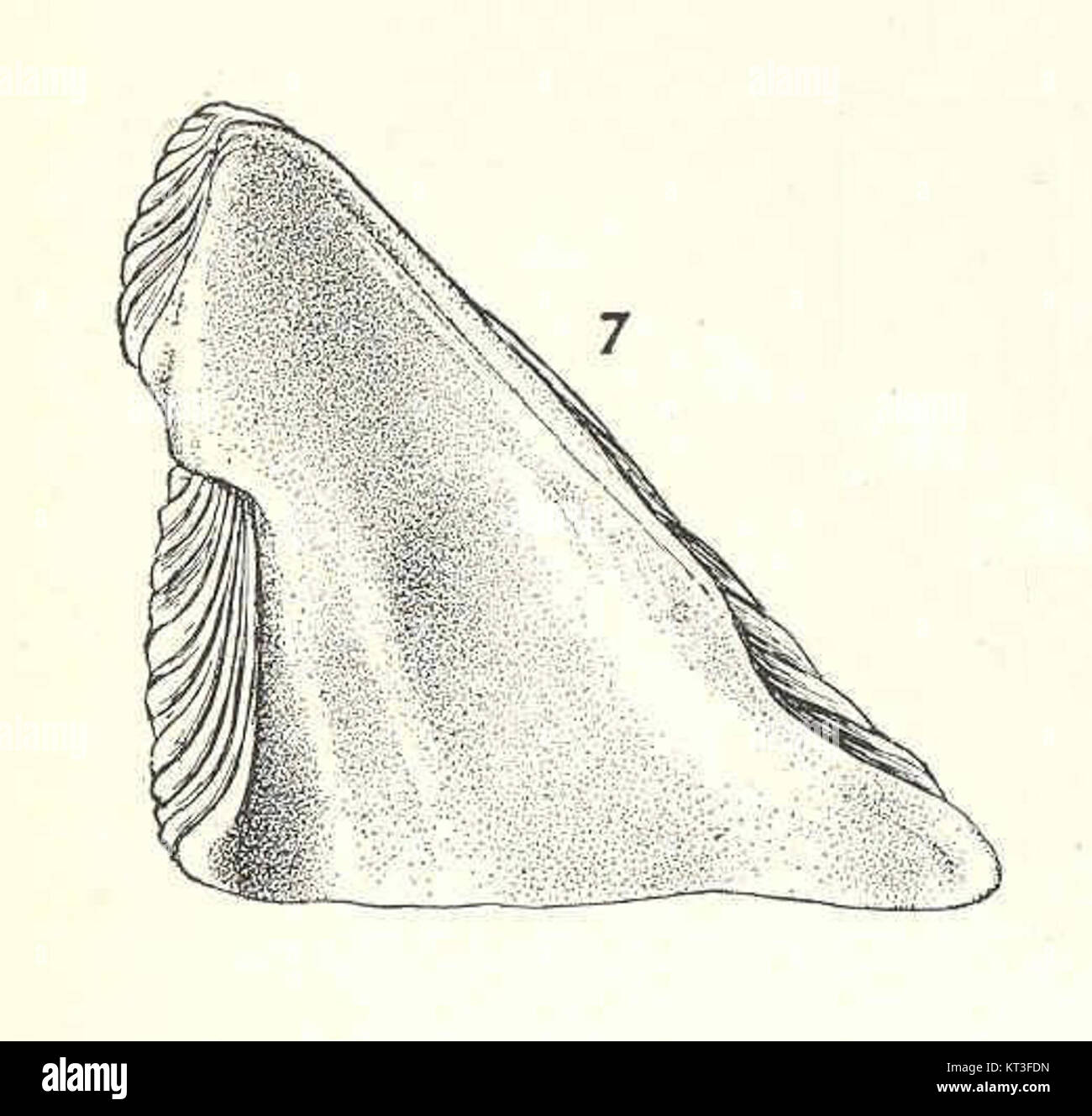 Columnar species hi-res stock photography and images - Alamy