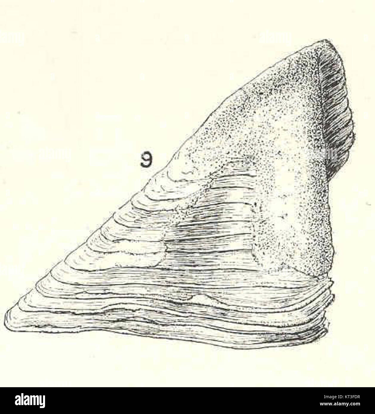 Balanus crenatus, commonly known as the barnacle, is a marine organism ...