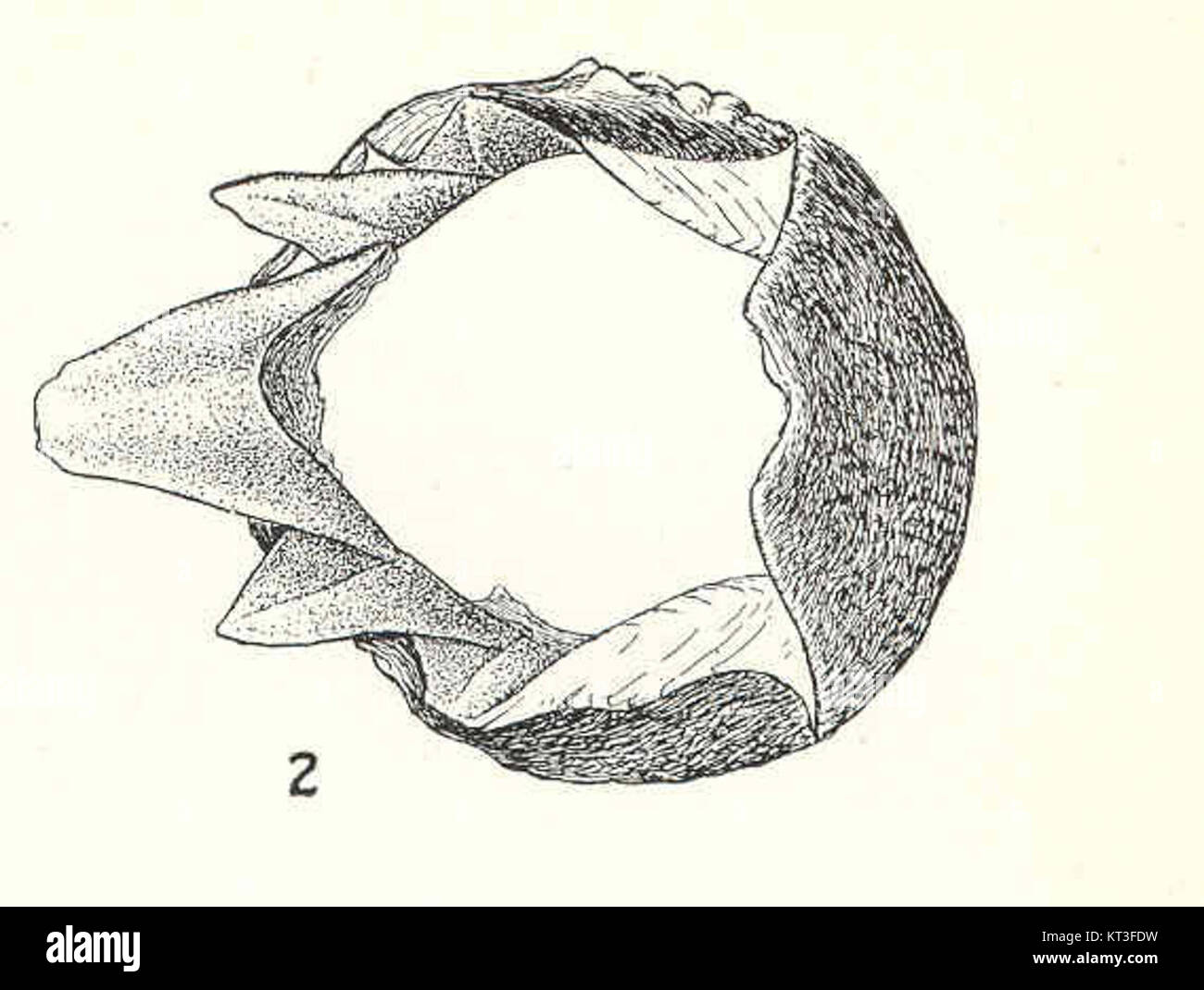 This image shows a top view of the walls of the type specimen of ...