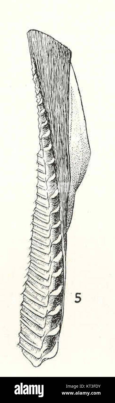A scientific study of *Balanus callistoderma*, a species of barnacle ...