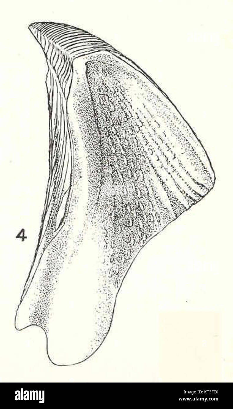 The image shows the Balanus callistoderma, a type of barnacle species ...