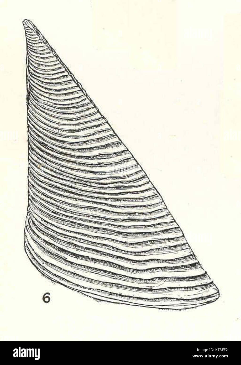 Roles in marine ecosystems hi-res stock photography and images - Alamy