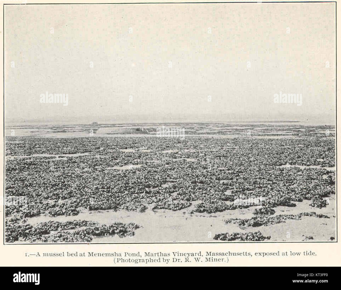42973 Mussel bed at Menemsha Pond, Marthas Vineyard, Massachusetts ...