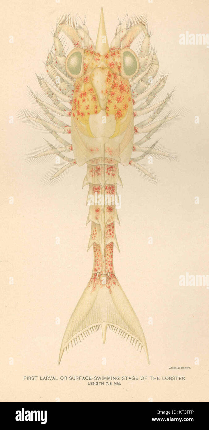 This image depicts the first larval or surface-swimming stage of a ...