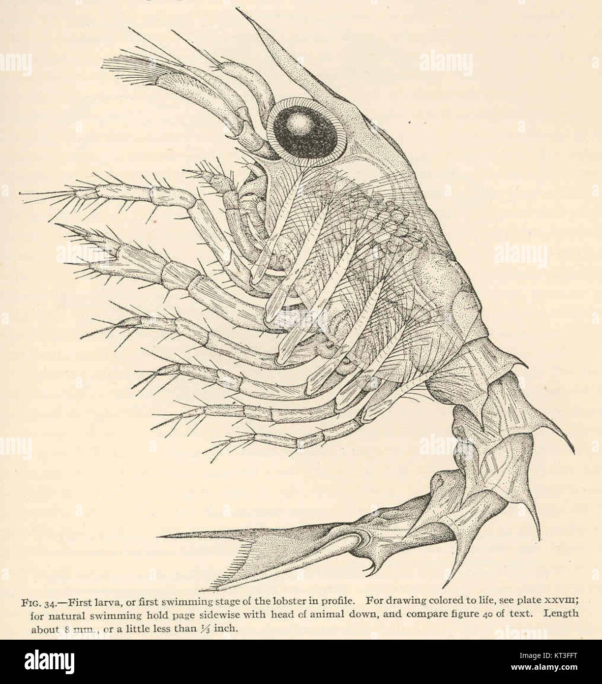 This image shows the first larval stage of a lobster, often referred to ...
