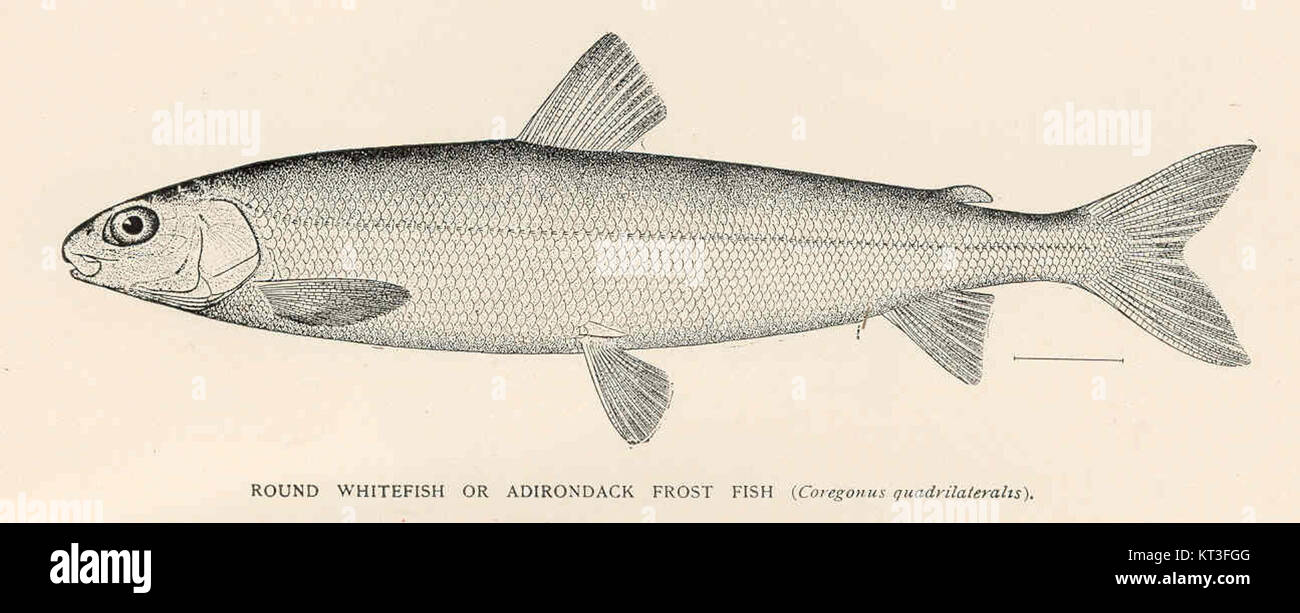 The Round Whitefish, also known as the Adirondack Frost Fish (Coregonus ...