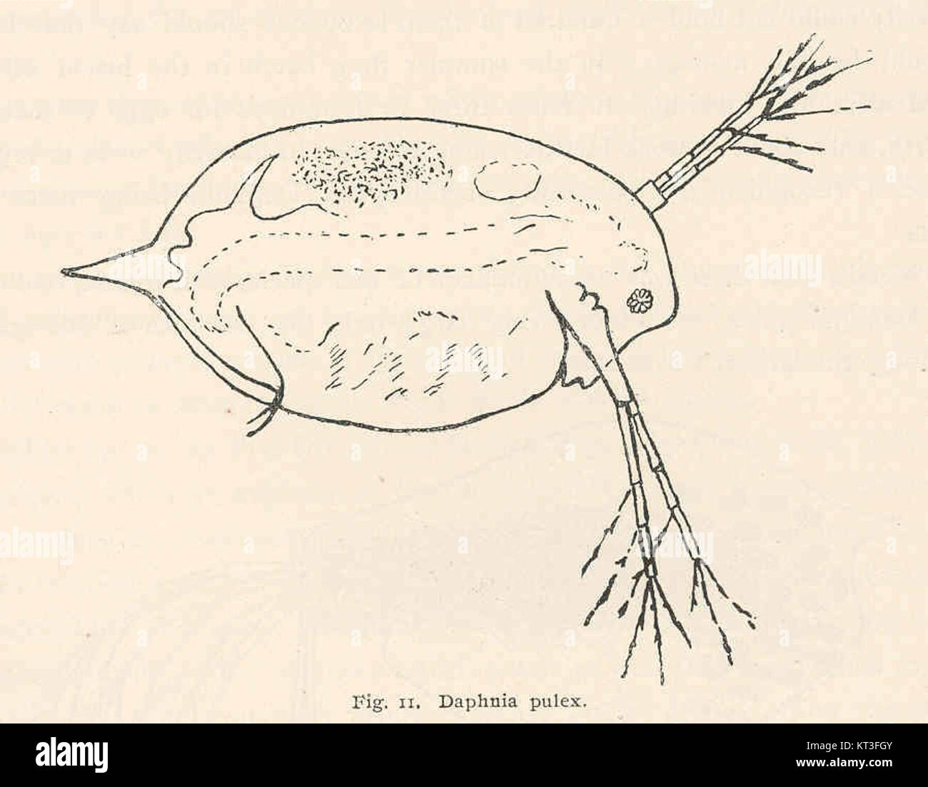 Daphnia pulex, commonly known as the water flea, is a small freshwater ...