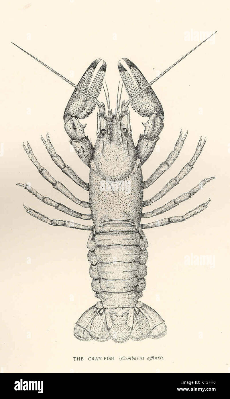 Cambarus affinis hi-res stock photography and images - Alamy