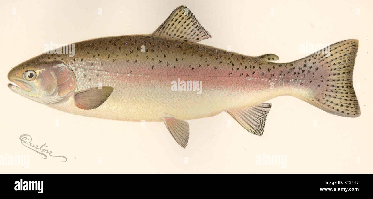The Rainbow Trout (Salmo irideus) is a species of fish native to North ...