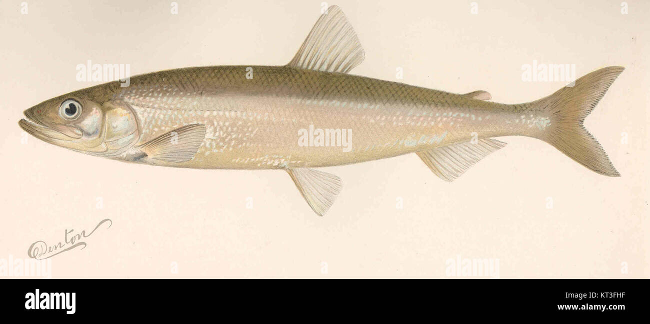 Smelt illustration hi-res stock photography and images - Alamy