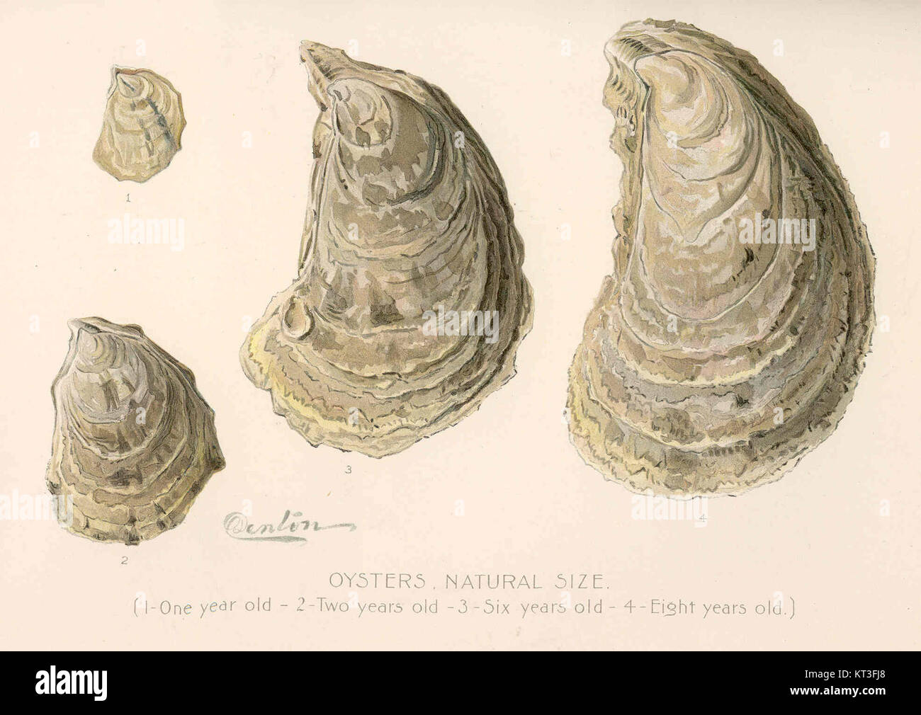 This chart shows the development stages of oysters at various ages ...