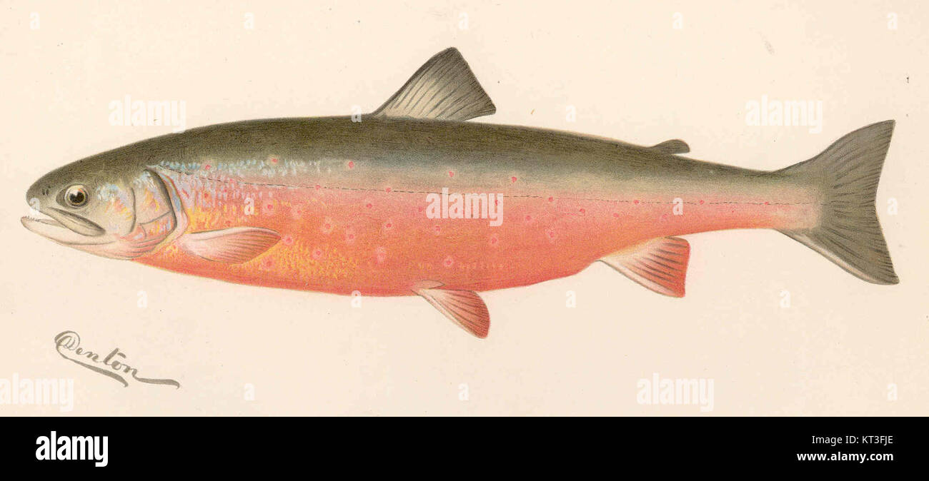 43045 Male Sunapee Trout or American Saibling (Salvelinus alpinus ...