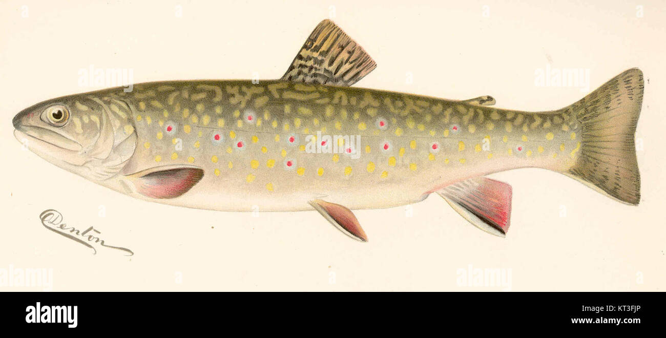 The Female Brook Trout (Salvelinus fontinalis) is a freshwater fish ...