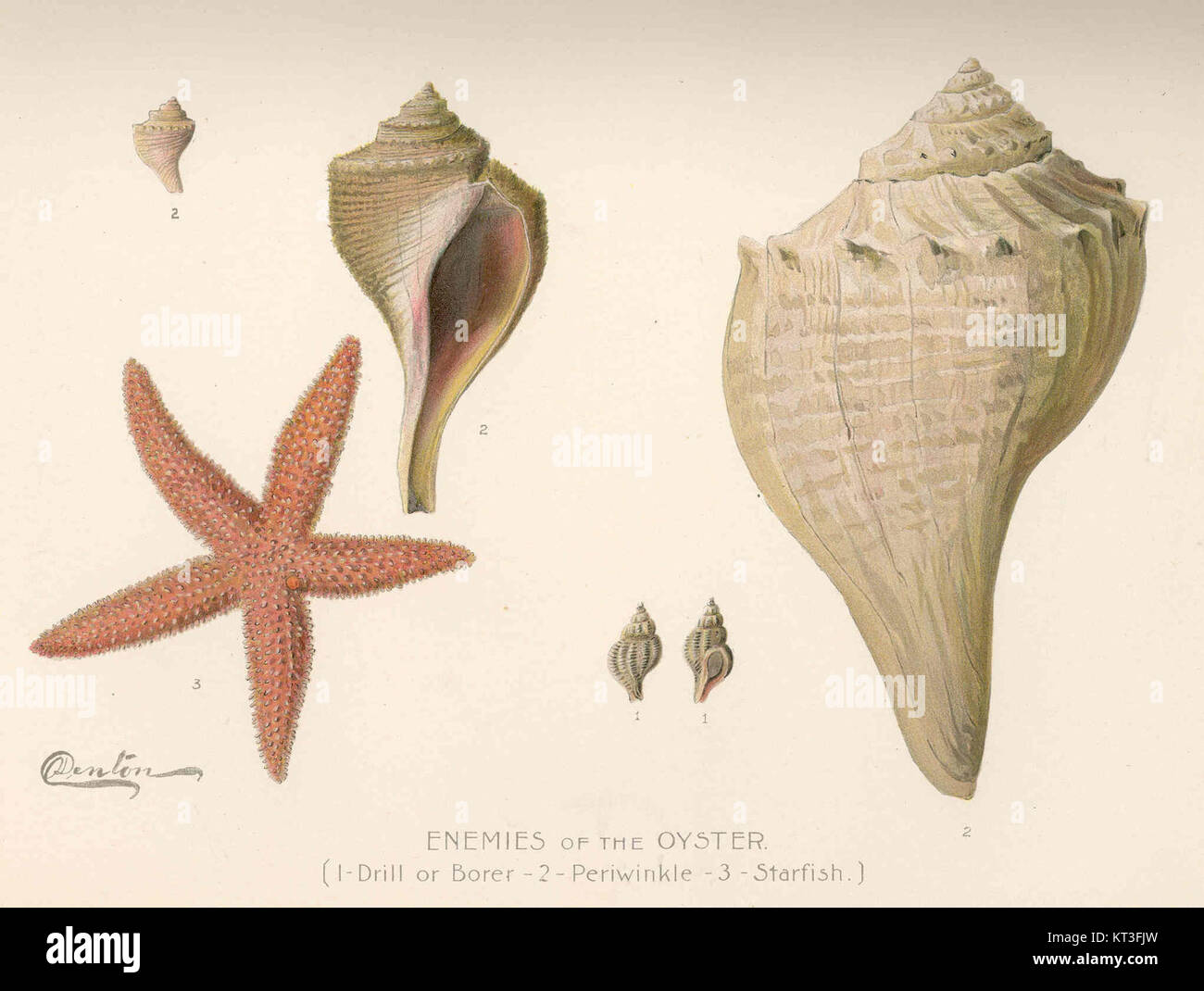 This scientific illustration titled 'Enemies of the Oyster' features ...