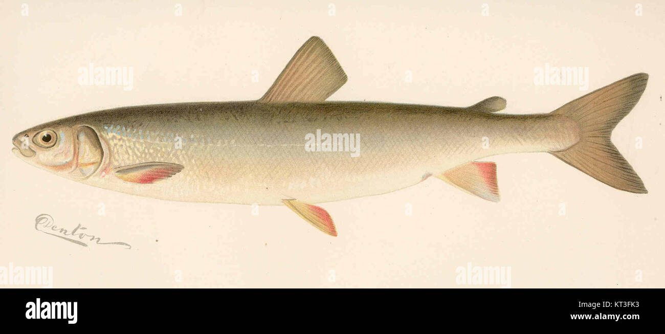 43056 Adirondack Frost Fish or Round White Fish (Coregonus ...