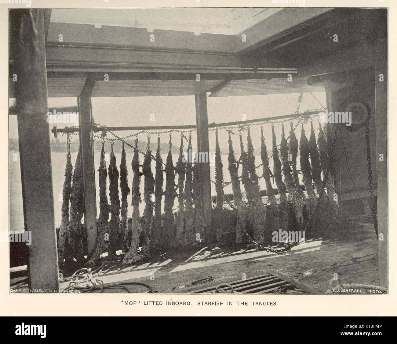 This image shows a mop lifted inboard, revealing a starfish entangled ...