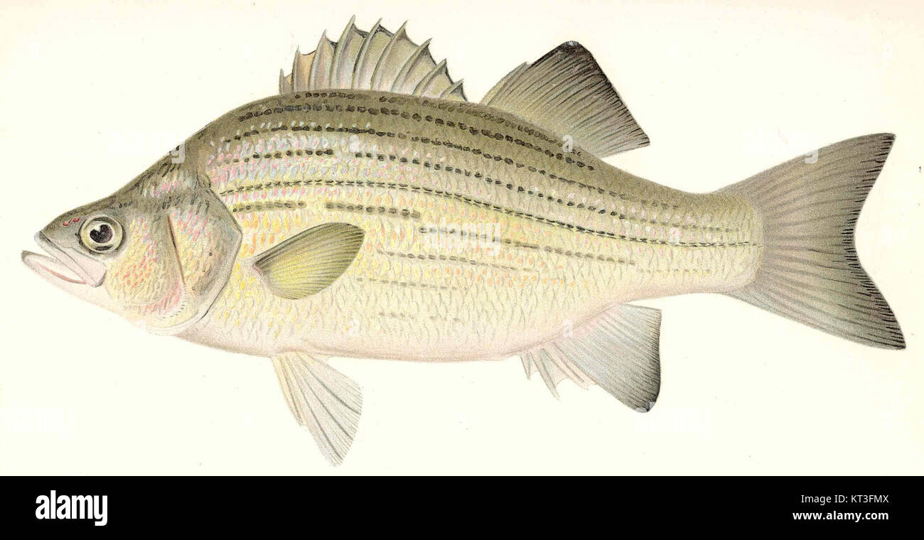 43094 White Bass (Roccus chrysops Rafinesque Stock Photo - Alamy