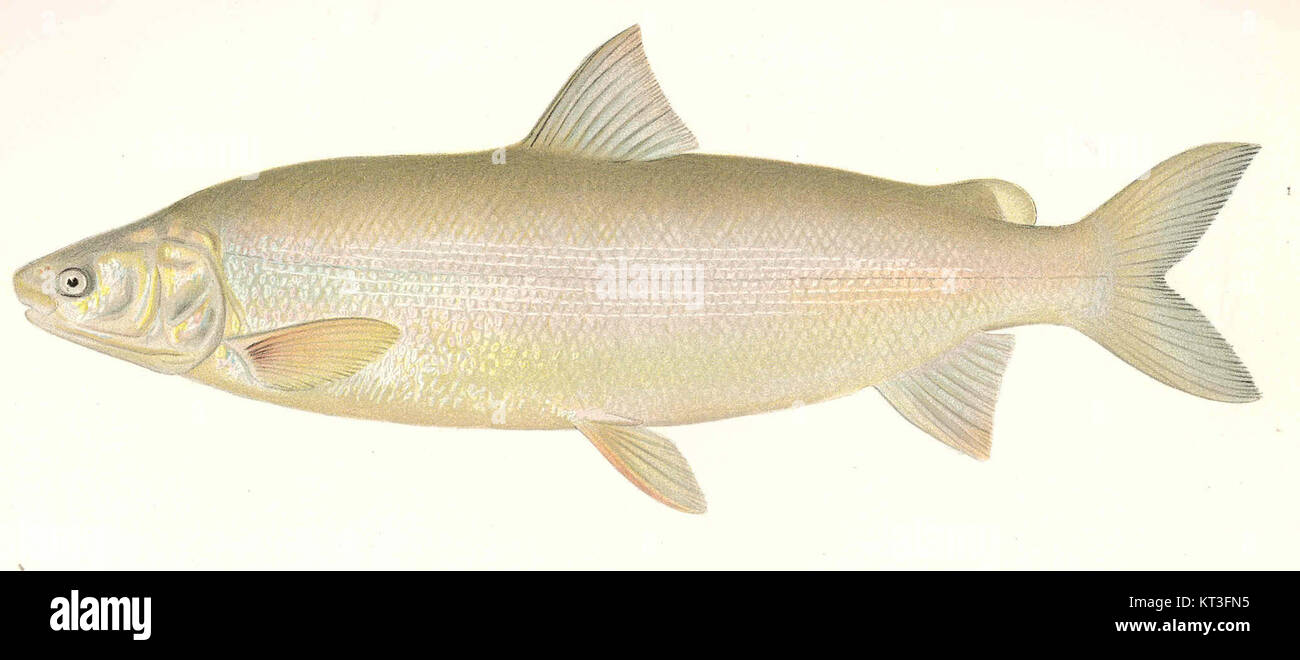 This image depicts a female common whitefish (Coregonus clupeiformis ...