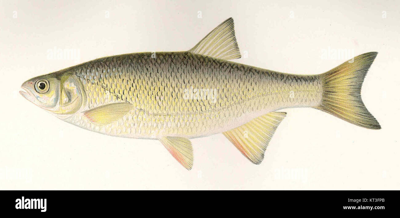 Golden shiner fish hi-res stock photography and images - Alamy