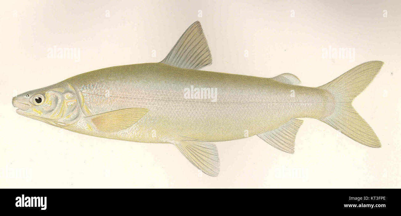 43130 Common Whitefish Male from Canandaigua Lake (Coregonus ...