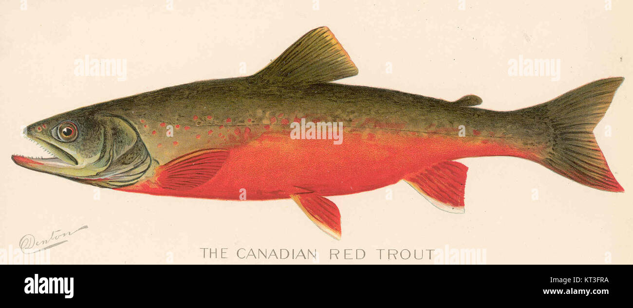 Photograph of the Canadian Red Trout, an adult male specimen ...
