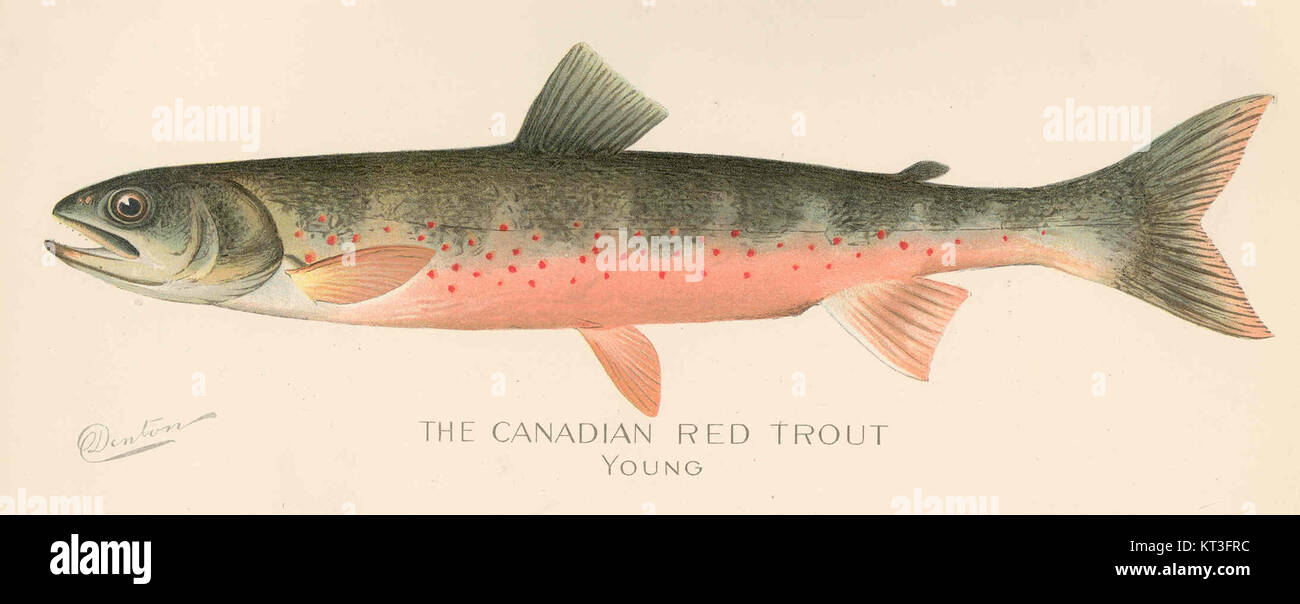 The Canadian Red Trout is a freshwater fish species known for its ...