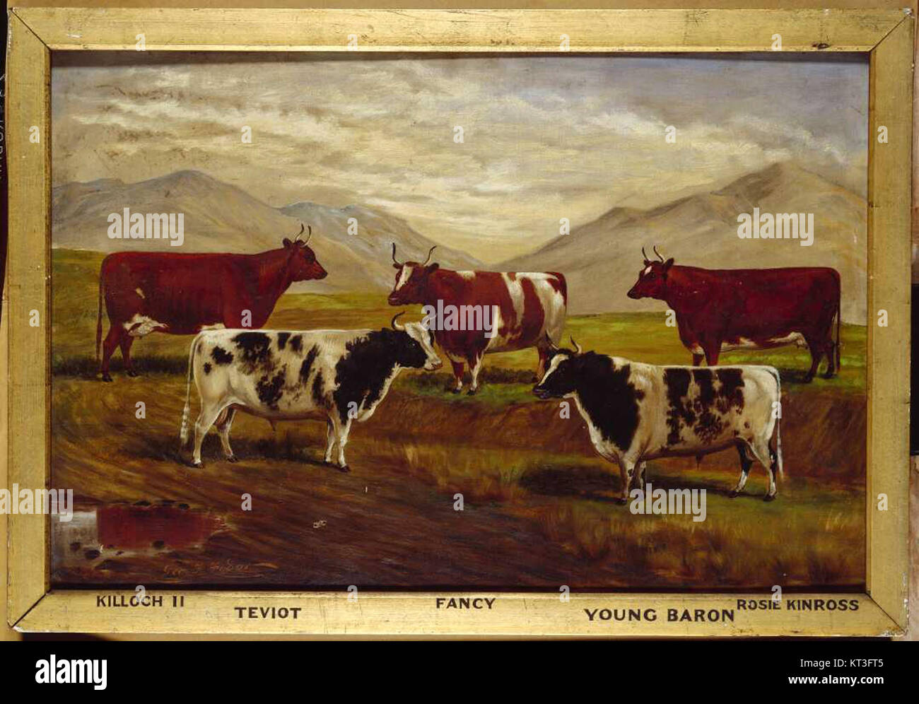 Winning cows hi-res stock photography and images - Alamy