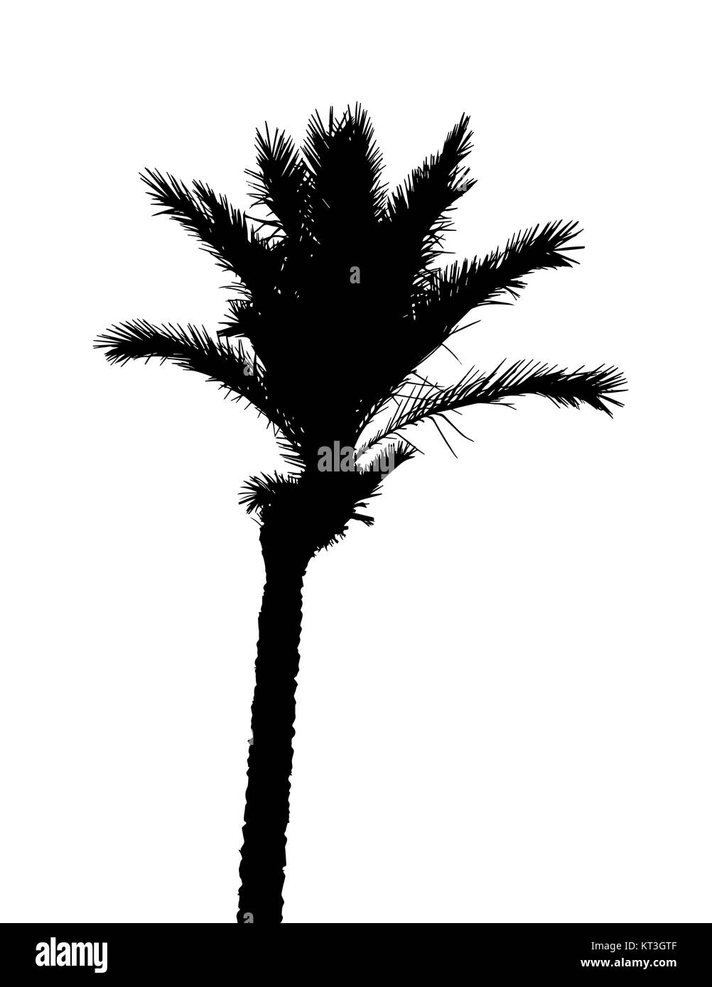 Tree isolated on white rainforest Black and White Stock Photos & Images ...