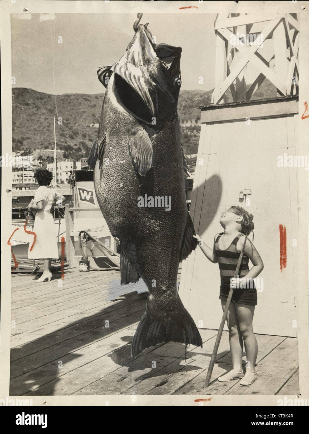 The giant sea bass, a large fish species found in the waters off the ...
