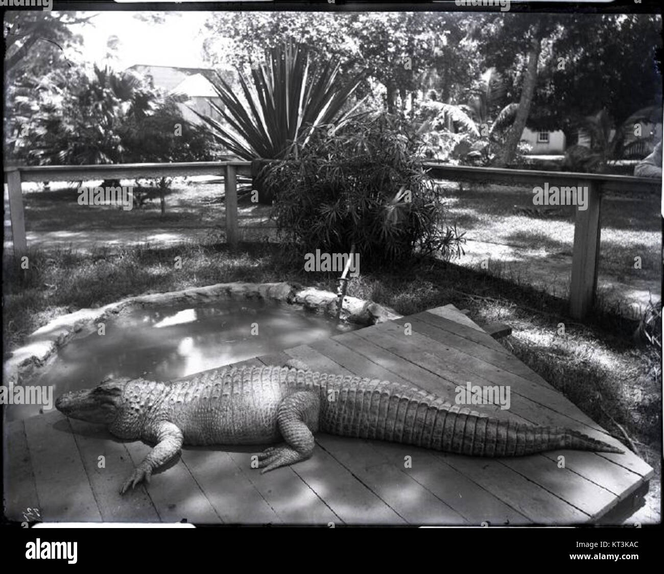 This photograph, taken by Brother Bertram, depicts an alligator at ...