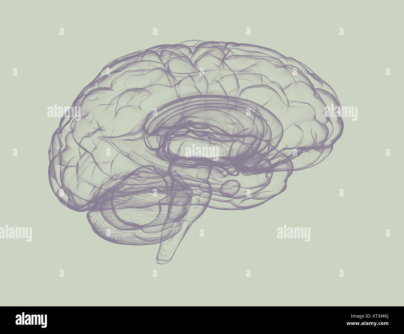 Human brain side view hi-res stock photography and images - Alamy