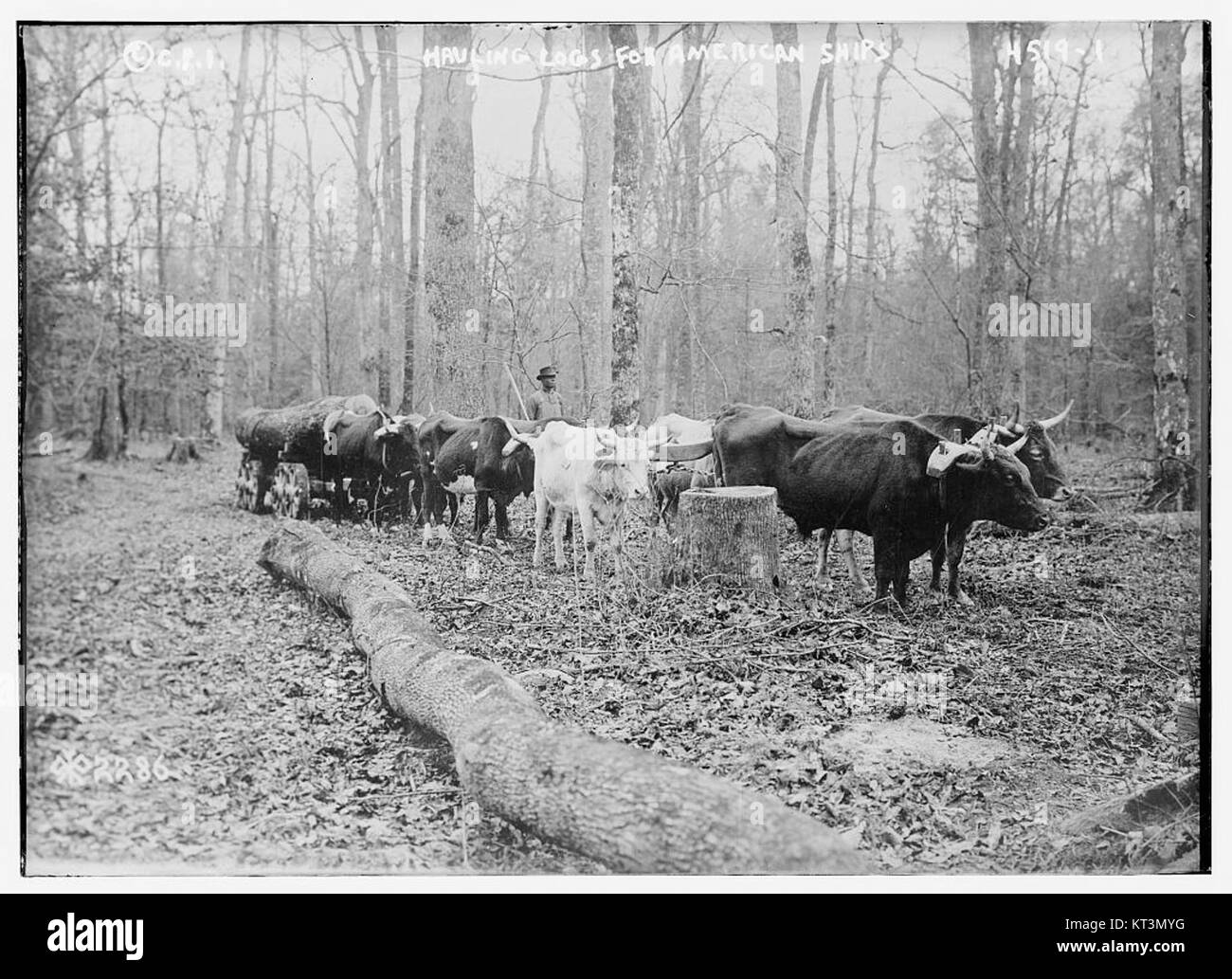 This image captures the labor-intensive process of hauling logs, an ...