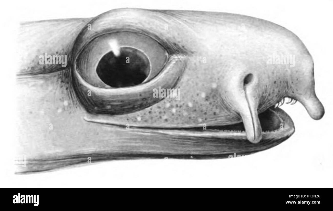 Salamander anatomy hi-res stock photography and images - Alamy