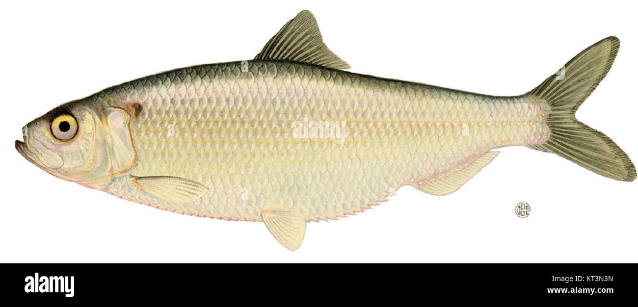 Blueback herring hi-res stock photography and images - Alamy