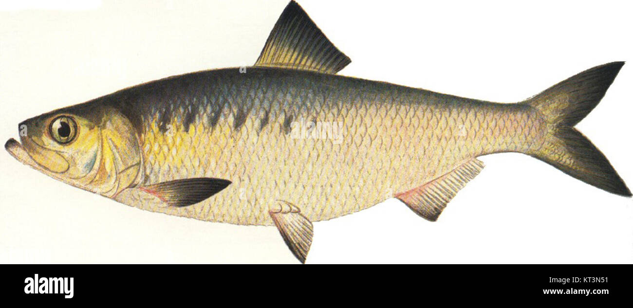 Alosa hi-res stock photography and images - Alamy