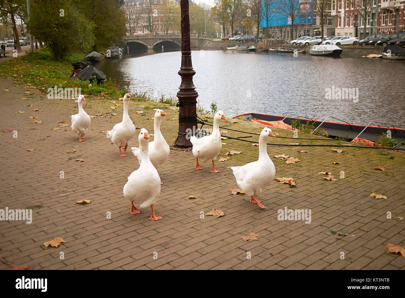 Amsterdam, Netherlands - November 16, 2013 : Goose walking in the ...