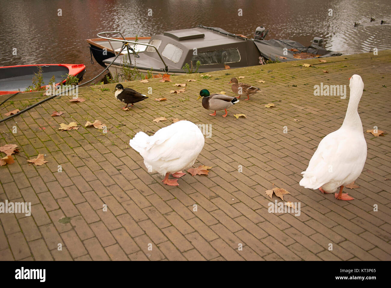 Amsterdam, Netherlands - November 16, 2013 : Goose walking in the ...