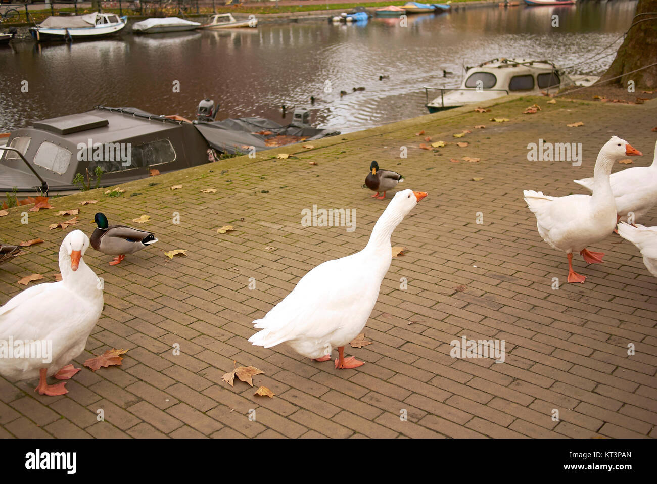 Flying goose path hi-res stock photography and images - Alamy